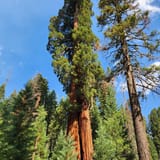 Big Trees Trail, California - 2,090 Reviews, Map | AllTrails