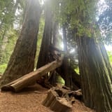 Stout Memorial Grove Trail, California - 3,162 Reviews, Map | AllTrails