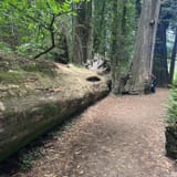 Stout Memorial Grove Trail, California - 3,162 Reviews, Map | AllTrails
