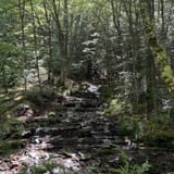 Seneca Creek Trail, West Virginia - 338 Reviews, Map | AllTrails
