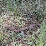 Peter's Creek Heritage Trail, South Carolina - 359 Reviews, Map | AllTrails