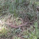 Peter's Creek Heritage Trail, South Carolina - 359 Reviews, Map | AllTrails