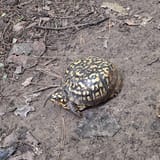 Peter's Creek Heritage Trail, South Carolina - 359 Reviews, Map | AllTrails