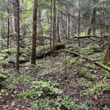 Cosby Nature Trail, Tennessee - 573 Reviews, Map | AllTrails