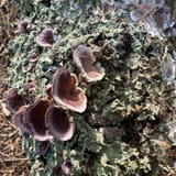 Pinhey Forest 31 Trail, Ontario, Canada - 602 Reviews, Map | AllTrails