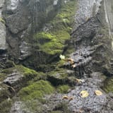 Jones Run Falls Trail, Virginia - 855 Reviews, Map | AllTrails