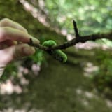 6 Ravine Challenge, Indiana - 1,163 Reviews, Map | AllTrails