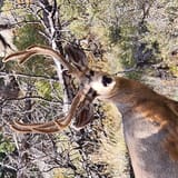 Twin Owls via Lumpy Ridge Loop, Colorado - 1,528 Reviews, Map | AllTrails