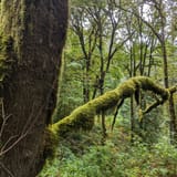 Maple and Wildwood Loop, Oregon - 964 Reviews, Map | AllTrails