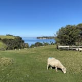 Shakespear Regional Park Loop, Auckland, New Zealand - 495 Reviews, Map ...