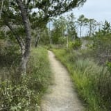 Cedar Point Tideland Trail, North Carolina - 773 Reviews, Map | AllTrails