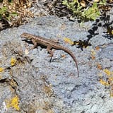 Keystone Canyon Trail, Nevada - 1,177 Reviews, Map | AllTrails