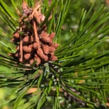 Boundary Bay from Waterton via Great Divide Trail, Alberta, Canada ...