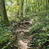 Killington Peak via Bucklin Trail, Vermont - 1,981 Reviews, Map | AllTrails
