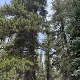 Chickadee Ridge via Tahoe Rim Trail, Nevada - 2,860 Reviews, Map ...