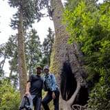 Cathedral Tree Trail, Oregon - 1,049 Reviews, Map | AllTrails