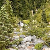 Skyline Loop, Washington - 17,308 Reviews, Map | AllTrails