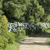 Furnas Lagoon Trail, Azores, Portugal - 516 Reviews, Map | AllTrails