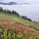 Skyline Loop, Washington - 17,308 Reviews, Map | AllTrails