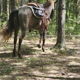 Big Piney Trail, Missouri - 803 Reviews, Map | AllTrails