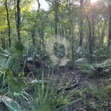 Moon Seed Loop, Louisiana - 381 Reviews, Map | AllTrails