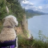 Cape Horn Loop Trail, Washington - 3,483 Reviews, Map | AllTrails