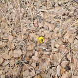 Dave Moore Nature Trail, California - 391 Reviews, Map | AllTrails