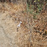 Dave Moore Nature Trail, California - 391 Reviews, Map | AllTrails