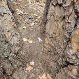 Dave Moore Nature Trail, California - 391 Reviews, Map | AllTrails