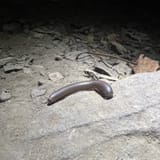 Virginia's Triple Crown Loop, Virginia - 719 Reviews, Map | AllTrails