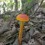 The Pinnacle via Ridgeline Trail and Boulders Access, North Carolina ...