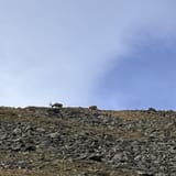 Mount Chapin, Chiquita, and Ypsilon Mountain via Chapin Pass Trail ...