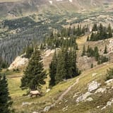 Mount Chapin, Chiquita, and Ypsilon Mountain via Chapin Pass Trail ...