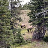Mount Chapin, Chiquita, and Ypsilon Mountain via Chapin Pass Trail ...