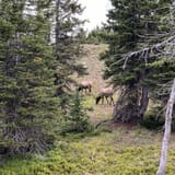 Mount Chapin, Chiquita, and Ypsilon Mountain via Chapin Pass Trail ...