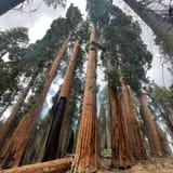 Muir Grove Trail, California - 411 Reviews, Map | AllTrails