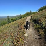 Curry Ridge Trail, Alaska - 1,129 Reviews, Map | AllTrails