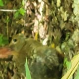 Jones Falls and Splash Dam Falls From Elk River Falls [CLOSED ...