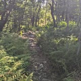 Lehigh Gap via Appalachian Trail, Pennsylvania - 281 Reviews, Map ...