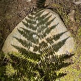 Mount Greylock via Bellows Pipe Trail, Massachusetts - 2,530 Reviews ...