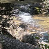 Nimblewill Gap OHV Road, Georgia - 357 Reviews, Map | AllTrails