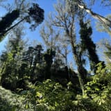 Mount Sutro Loop, California - 2,517 Reviews, Map | AllTrails
