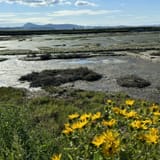 Padilla Bay Trail, Washington - 659 Reviews, Map | AllTrails