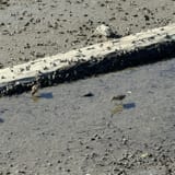 Padilla Bay Trail, Washington - 651 Reviews, Map | AllTrails