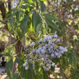 Kanaka Loop Trail, California - 904 Reviews, Map | AllTrails