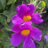 Back Bay Loop, California - 2,021 Reviews, Map | AllTrails