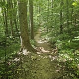 Daniel Ridge Loop, North Carolina - 2,143 Reviews, Map | AllTrails