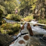 Greer Spring Trail, Missouri - 338 Reviews, Map | AllTrails