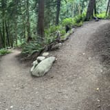 Poo Poo Point Trail, Washington - 6,898 Reviews, Map | AllTrails