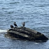 Sachuest Point National Wildlife Refuge Trail, Rhode Island - 2,054 ...